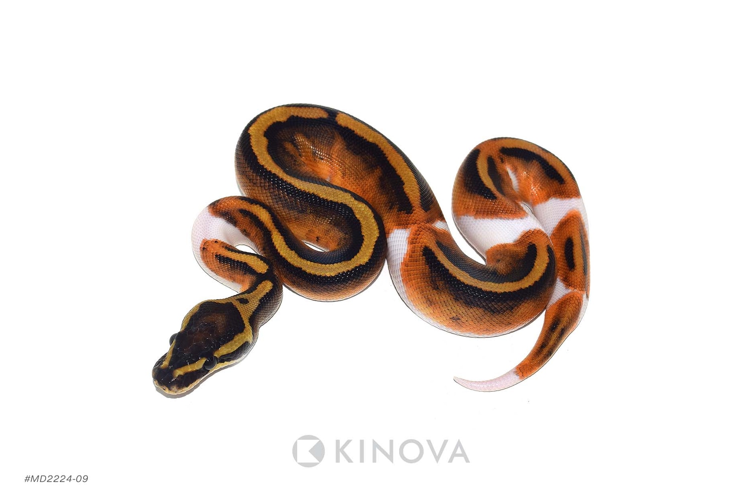 Pied Ball Python by KINOVA - MorphMarket