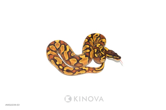 Fire Asphalt Or YB Special Het Pied Ball Python by KINOVA