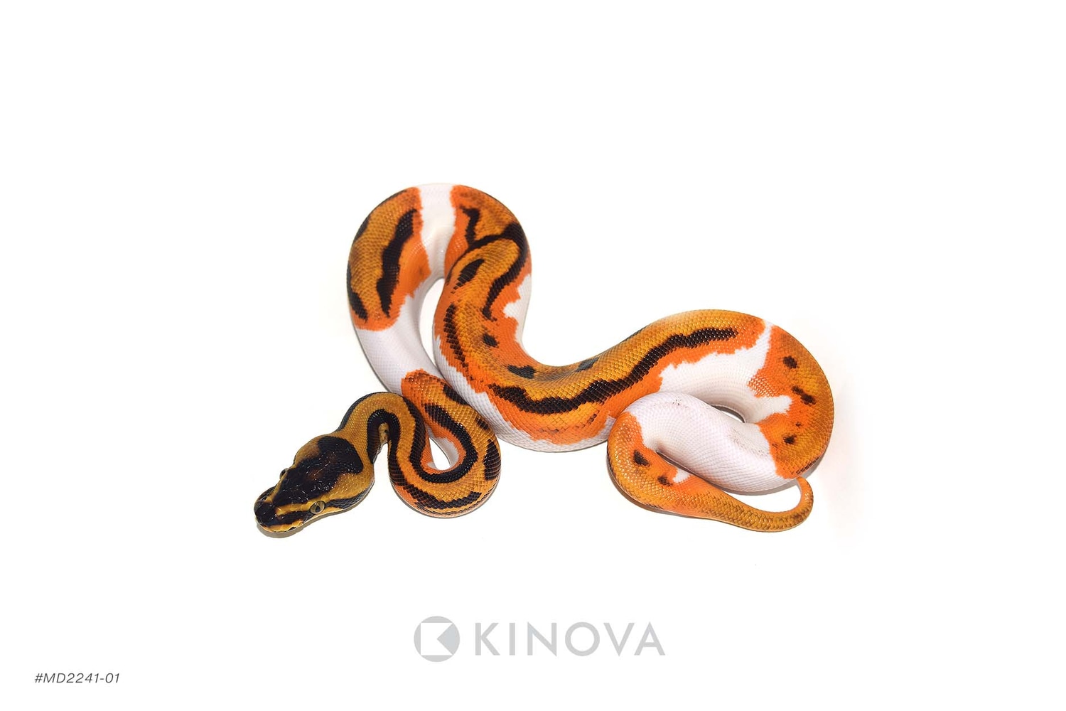 OD YB Enchi Leopard Pied Ball Python by KINOVA - MorphMarket