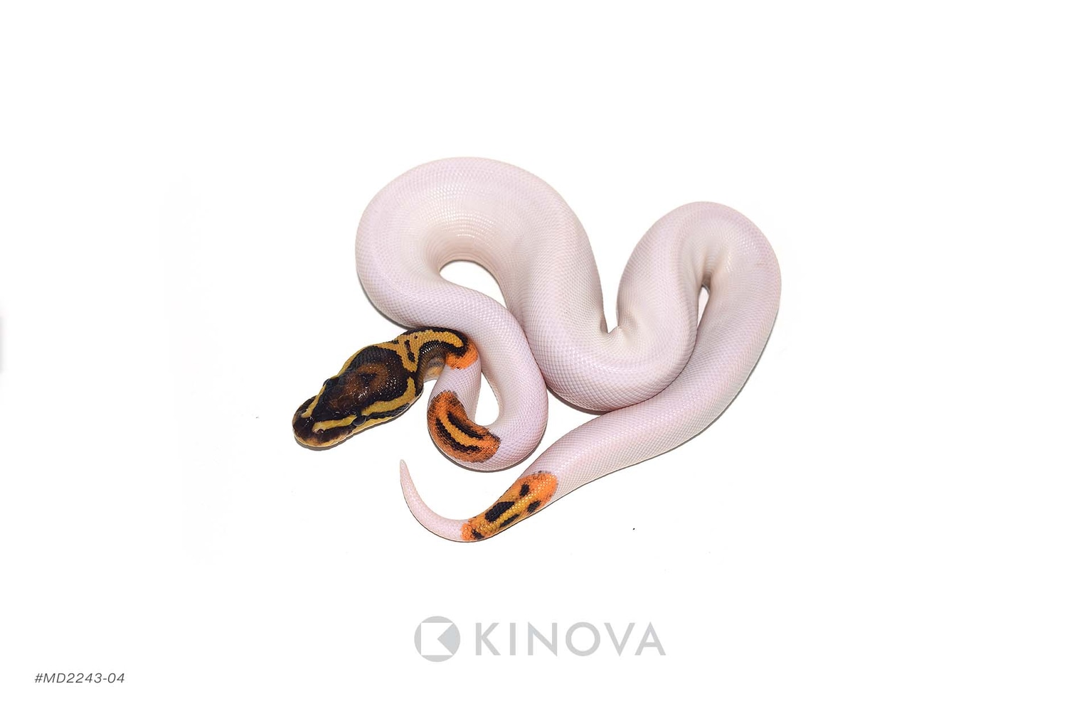 Fire Pied Ball Python by KINOVA - MorphMarket