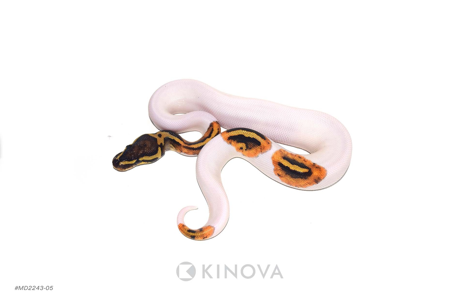 Fire Pied Ball Python by KINOVA - MorphMarket