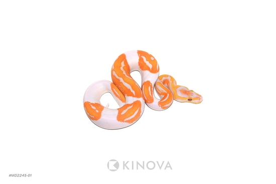 YB Dreamsicle Ball Python by KINOVA