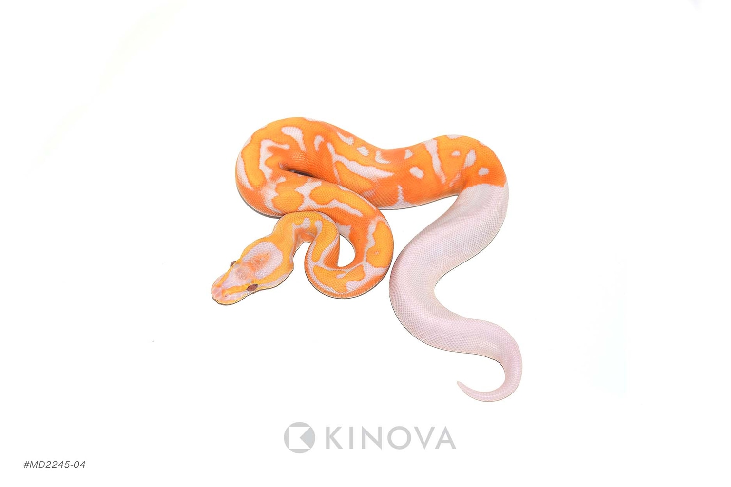 Dreamsicle Ball Python by KINOVA - MorphMarket