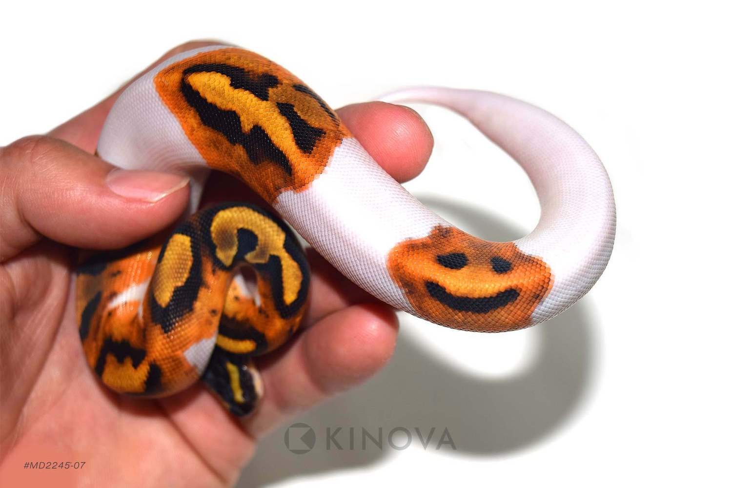 Pied Het Lavender Ball Python by KINOVA - MorphMarket