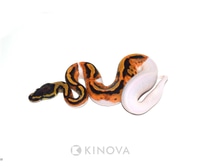 YB Dreamsicle Ball Python by KINOVA - MorphMarket