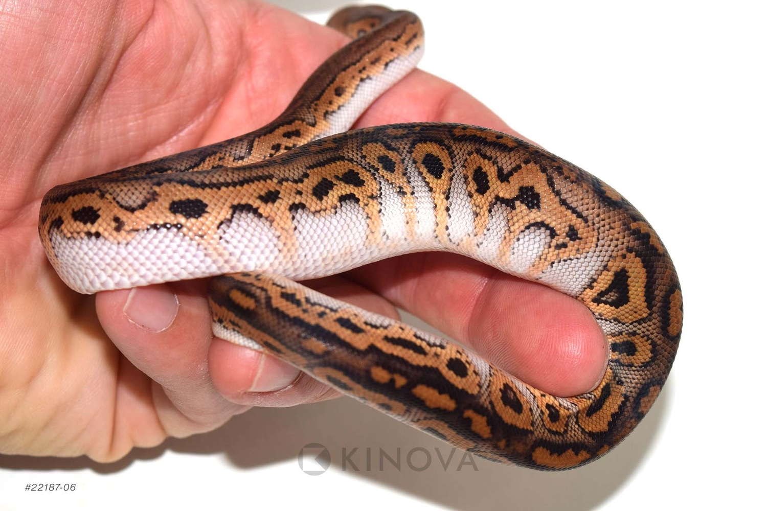 Black Pastel Redhead Clown Ball Python by KINOVA - MorphMarket
