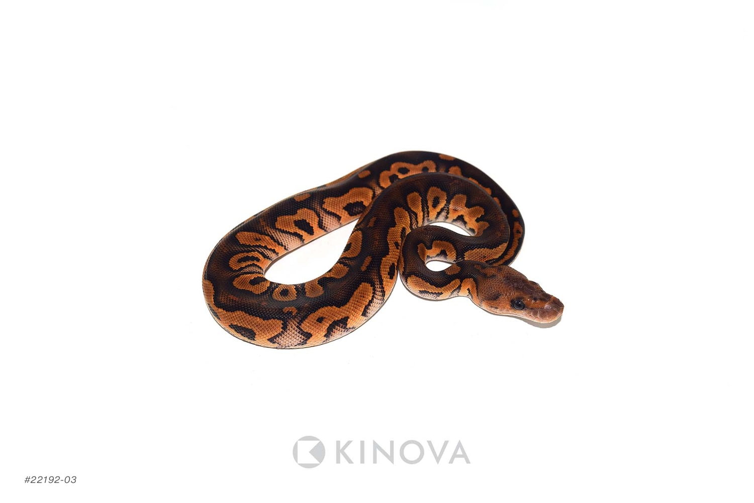 Black Pastel Redstripe Clown Het Desert Ghost 50% Het Hypo 50% Het G ...