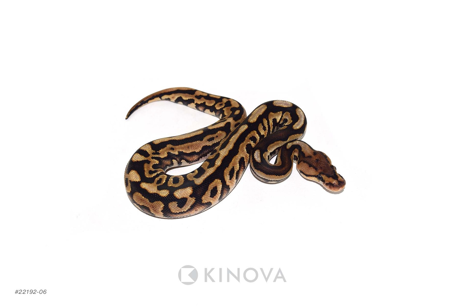 Black Pastel Redstripe Het DG Het Cryptic Het Clown (Crypton) 50% Het ...