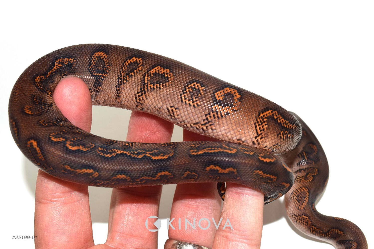Black Pastel GHI Redstripe YB Clown Ball Python by KINOVA - MorphMarket