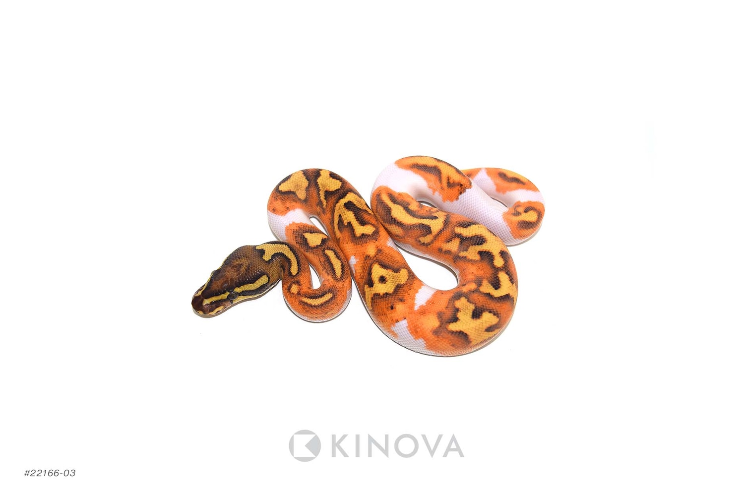 Enchi YB Hurricane Vanilla Pied 50% Het Axanthic Ball Python by KINOVA ...