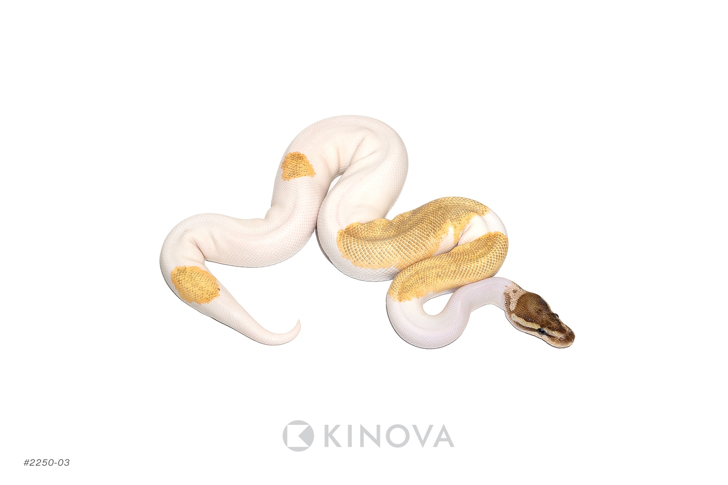 OD Enchi Mojave Pied Ball Python by KINOVA - MorphMarket