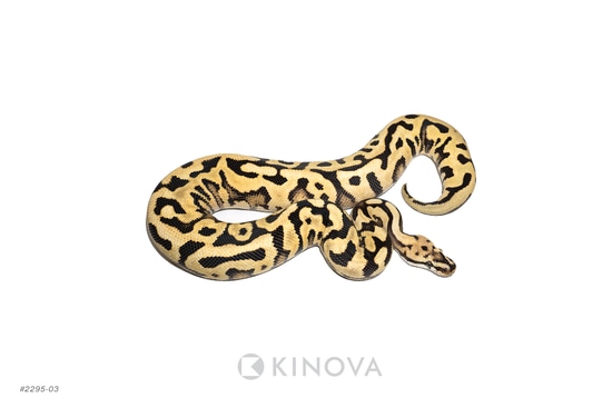 Leopard Spotnose Redstripe Desert Ghost Het Clown 50% Het G-Stripe Ball Python by KINOVA