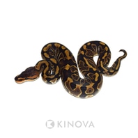 YB Spotnose Clown Ball Python by KINOVA - MorphMarket