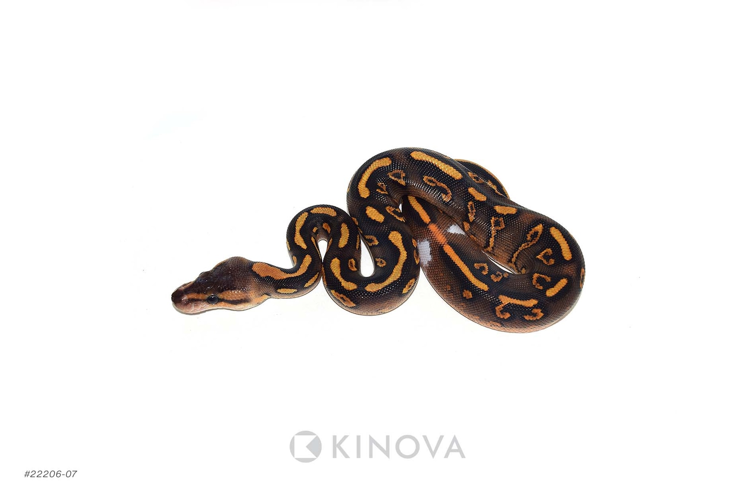 Black Pastel Wookie YB Het Clown (Possible Redstripe) Ball Python by ...