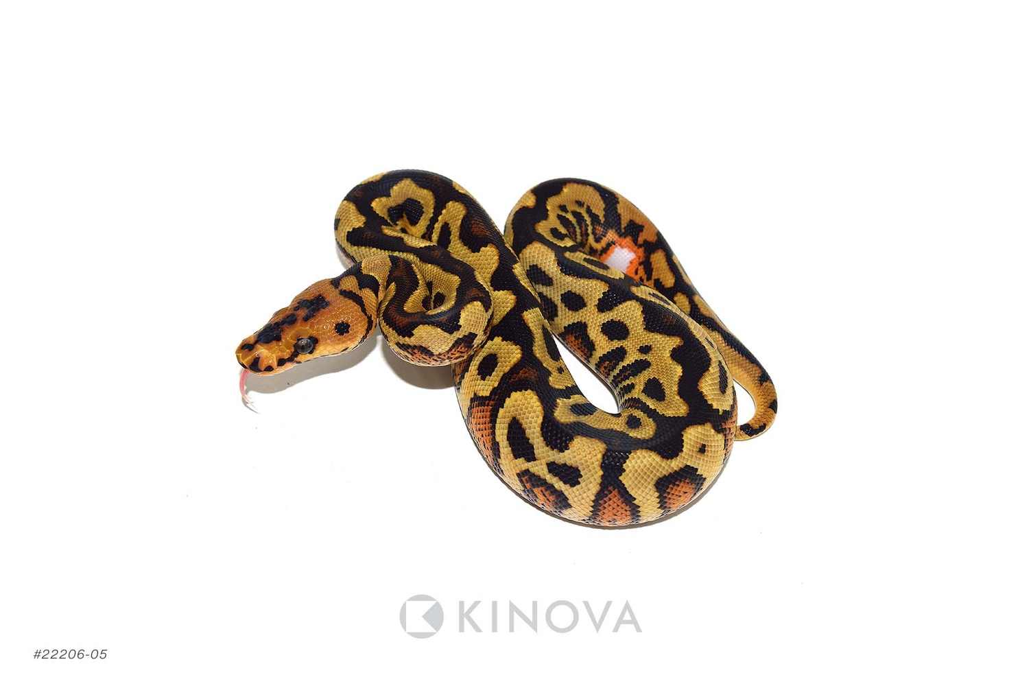YB Spotnose Clown Ball Python by KINOVA - MorphMarket