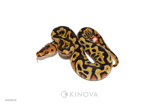 Yb Spotnose Clown Ball Python By Kinova