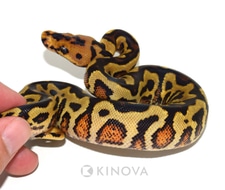 YB Spotnose Clown Ball Python by KINOVA - MorphMarket
