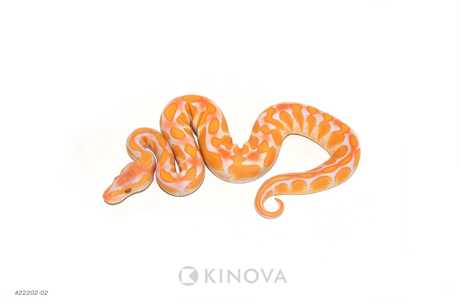 Enchi Cypress Lavender Ball Python by KINOVA - MorphMarket