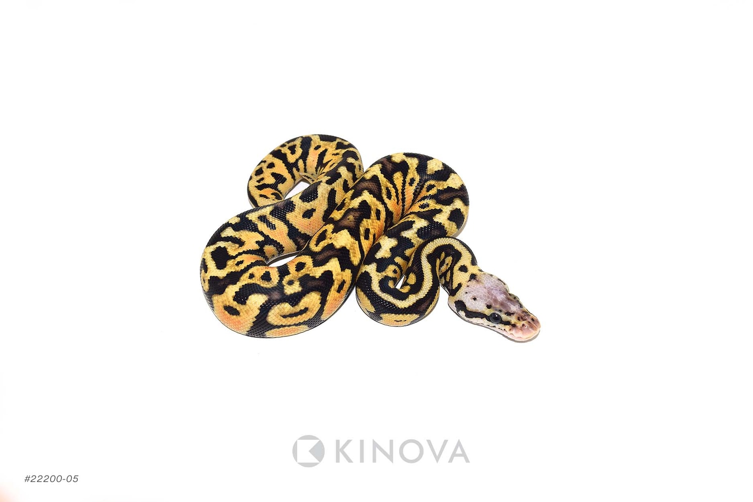 Pastel Spotnose 66% Het Clown 50% Het Monsoon Ball Python by KINOVA ...