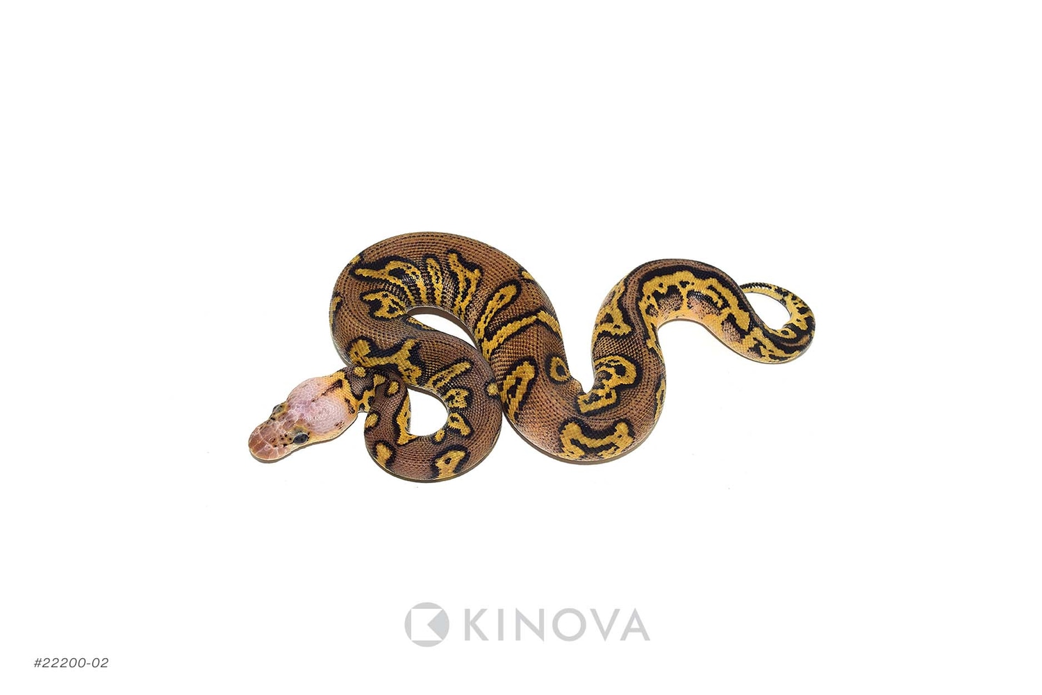 Pastel Stranger Clown 50% Het Monsoon Ball Python by KINOVA - MorphMarket