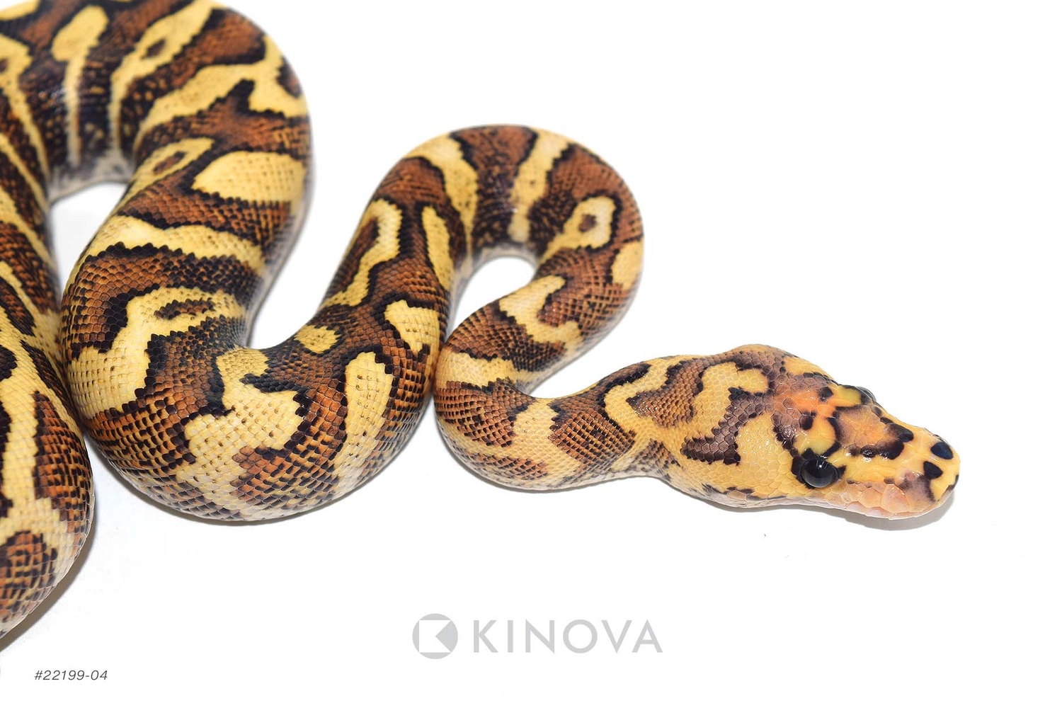 Fire YB GHI Spotnose Clown (Possible Redstripe) Ball Python by KINOVA ...