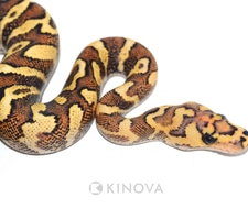 Fire YB GHI Spotnose Clown (Possible Redstripe) Ball Python by KINOVA ...