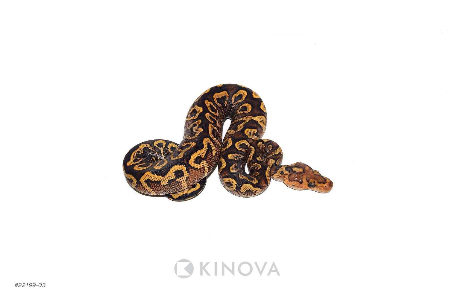 GHI YB Spotnose Clown Ball Python by KINOVA - MorphMarket