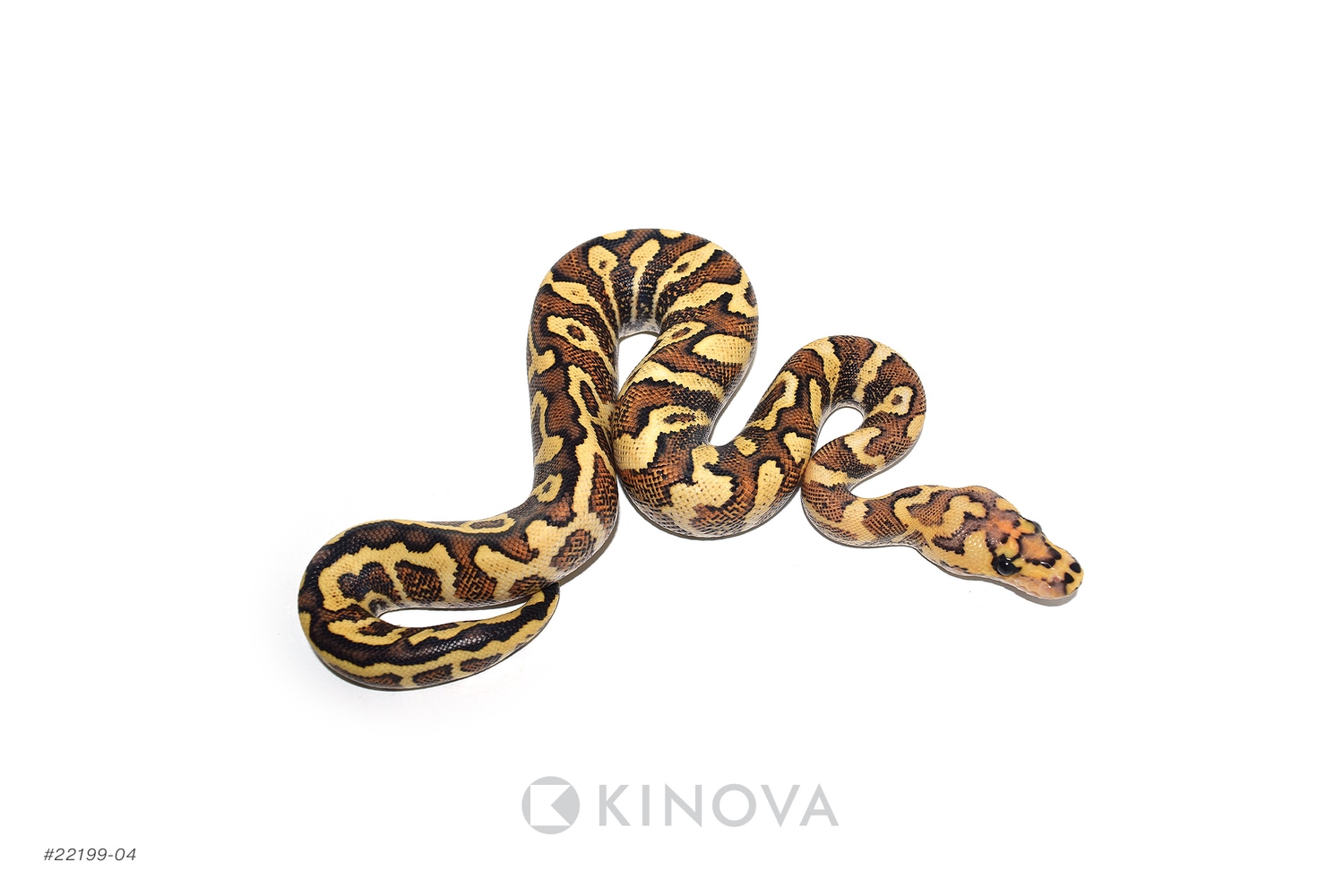 Fire YB GHI Spotnose Clown (Possible Redstripe) Ball Python by KINOVA ...