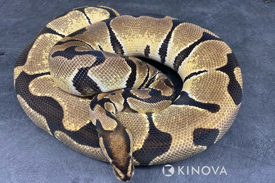 Orange Dream Jungle Woma Ball Python by KINOVA