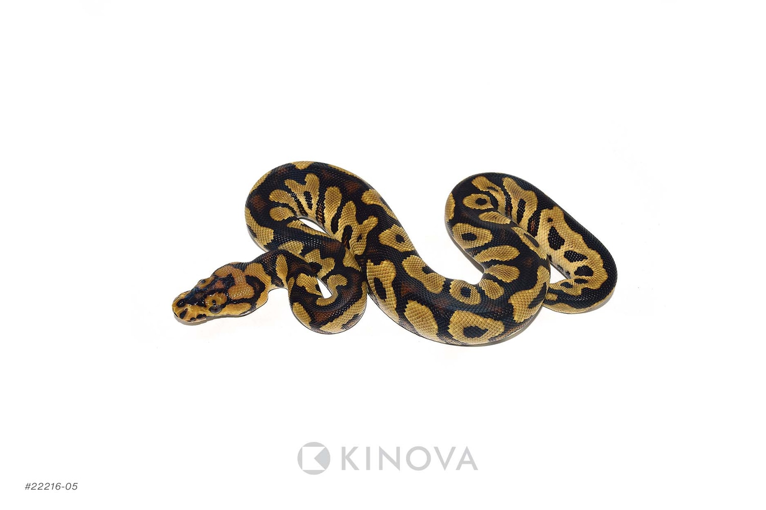 Spotnose Clown 50% Het Monsoon Ball Python by KINOVA - MorphMarket