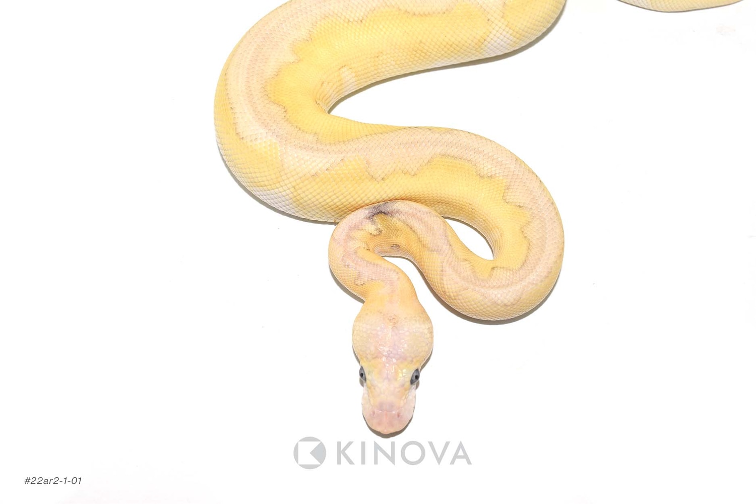 Killer Lesser Clown Ball Python by KINOVA - MorphMarket