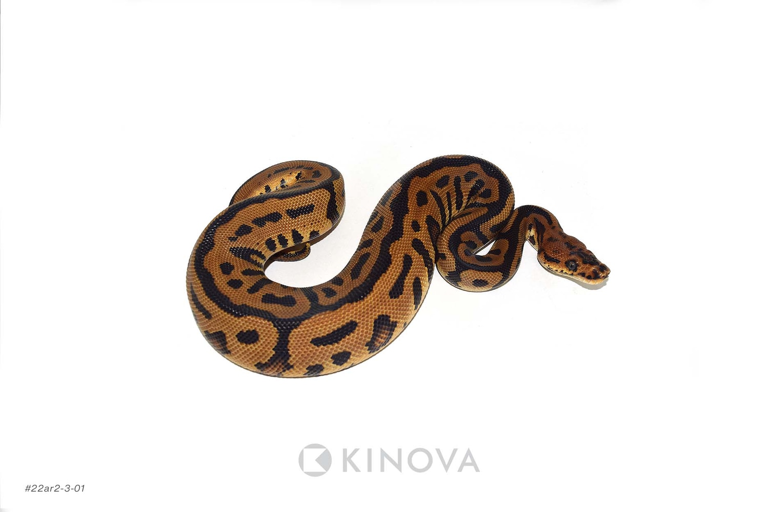 Batman Ball Python by KINOVA - MorphMarket