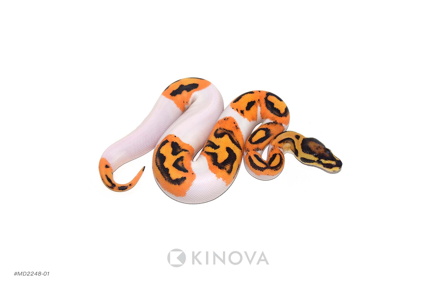 OD Fire Pied Ball Python by KINOVA - MorphMarket