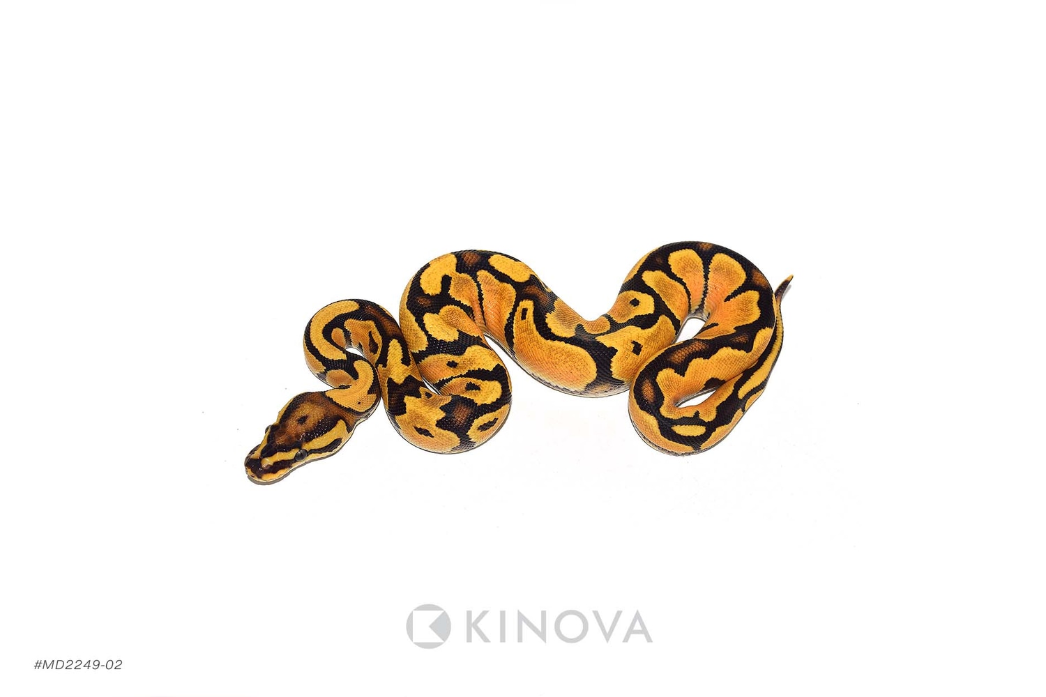 OD Fire Het Pied Ball Python by KINOVA - MorphMarket
