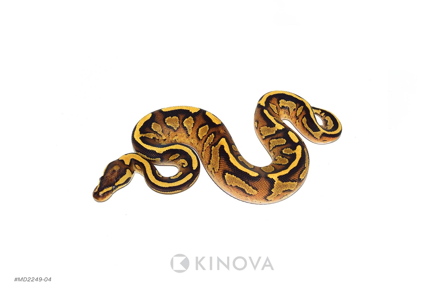 Fire YB Het Pied Ball Python by KINOVA - MorphMarket