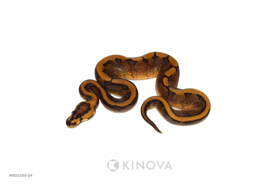 Enchi Super Redstripe 50% Het G-Stripe Ball Python by KINOVA