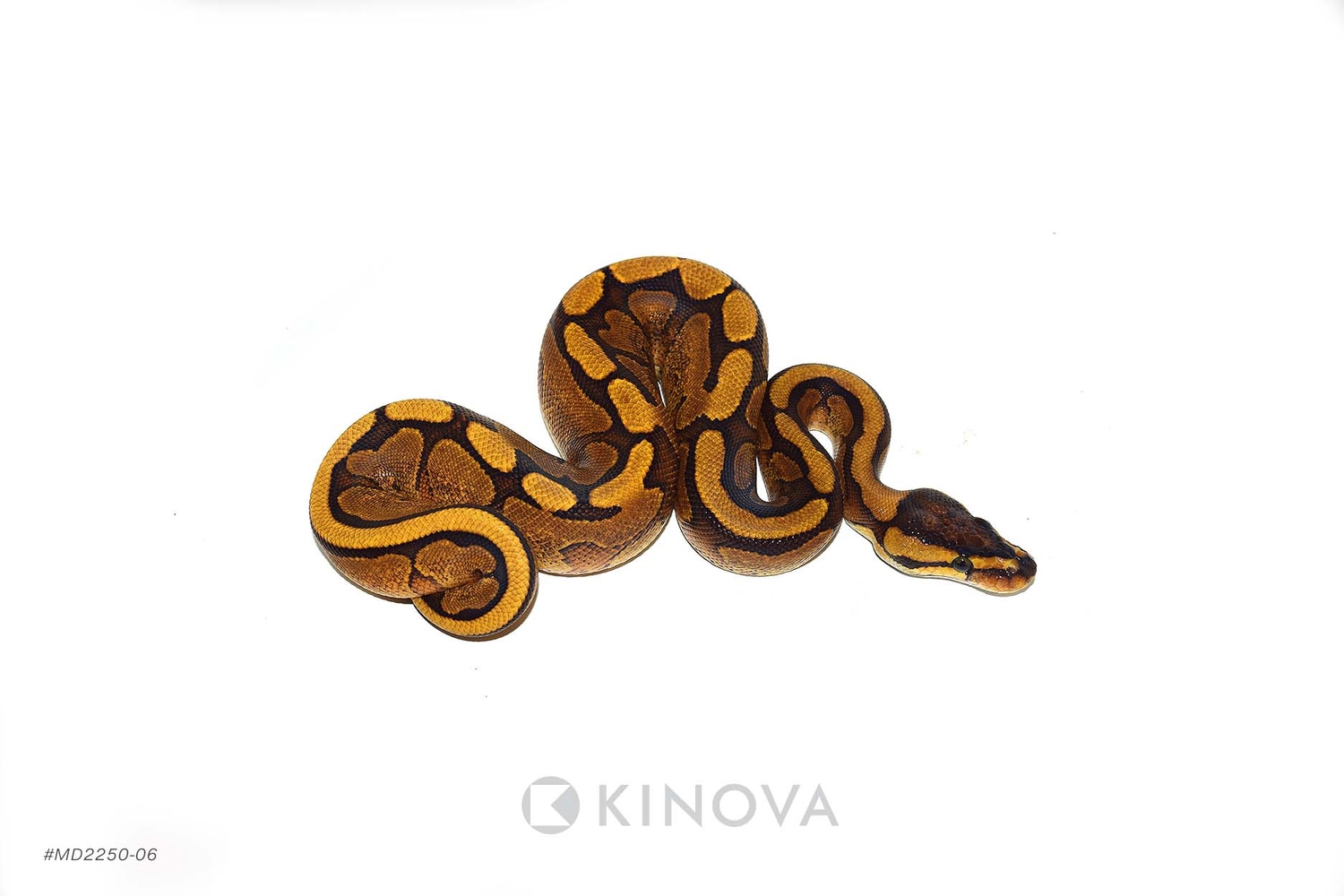 Enchi YB Redstripe 50% Het G-Stripe Ball Python by KINOVA - MorphMarket