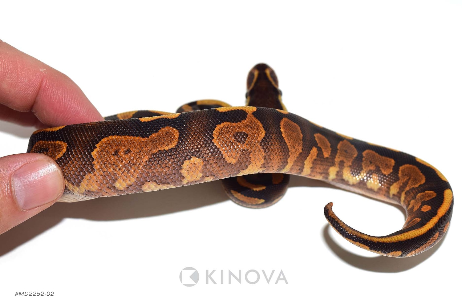 Black Pastel Enchi YB Het Pied Ball Python by KINOVA - MorphMarket