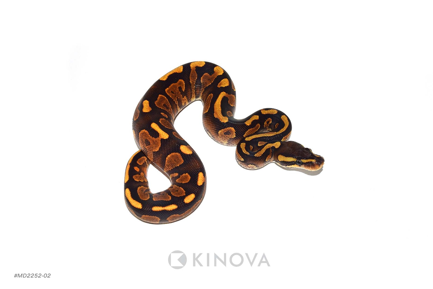 Black Pastel Enchi YB Het Pied Ball Python by KINOVA - MorphMarket