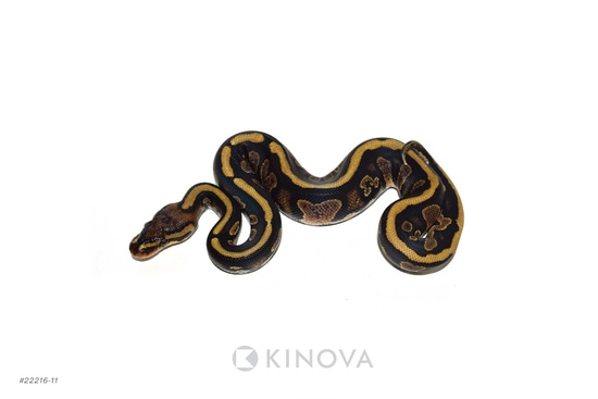 Chocolate Stranger Het Clown 50% Het Monsoon Ball Python by KINOVA