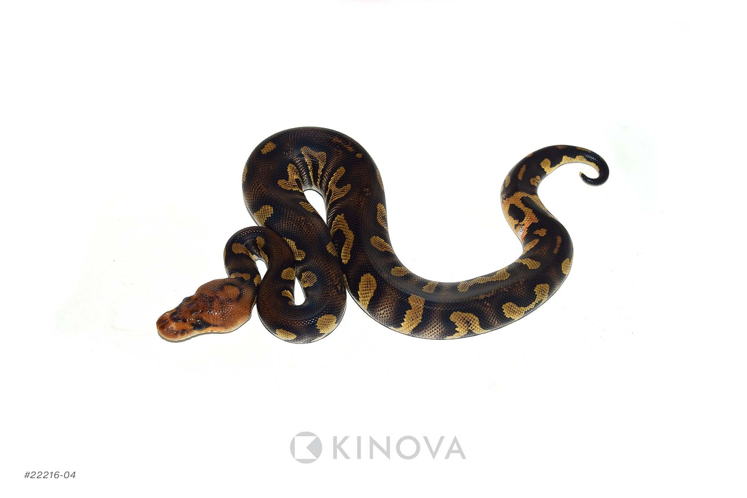 Chocolate Stranger Clown 50% Het Monsoon Ball Python by KINOVA ...