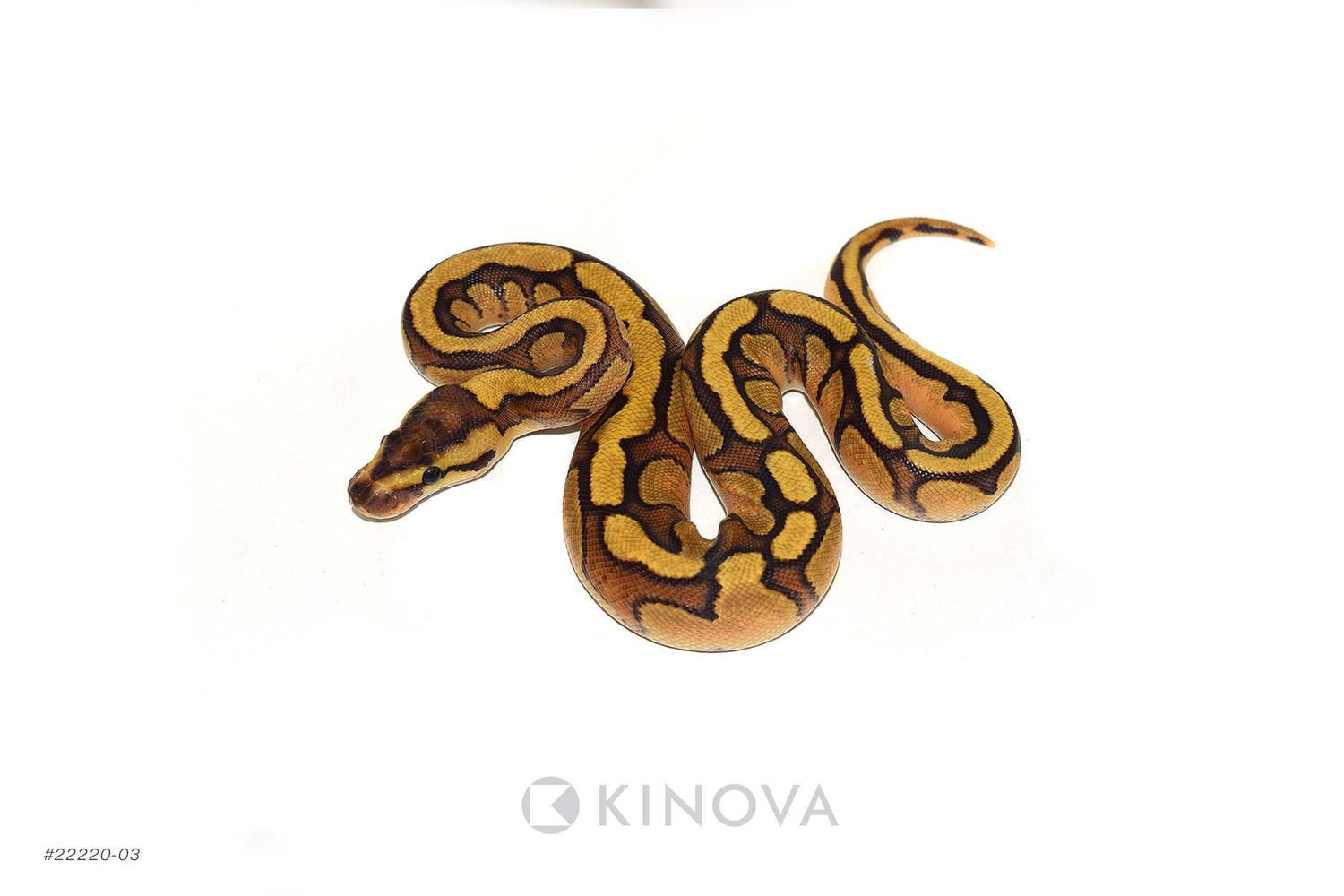 Enchi Redstripe Fire Het Clown 66% Het Desert Ghost Ball Python by KINOVA - MorphMarket