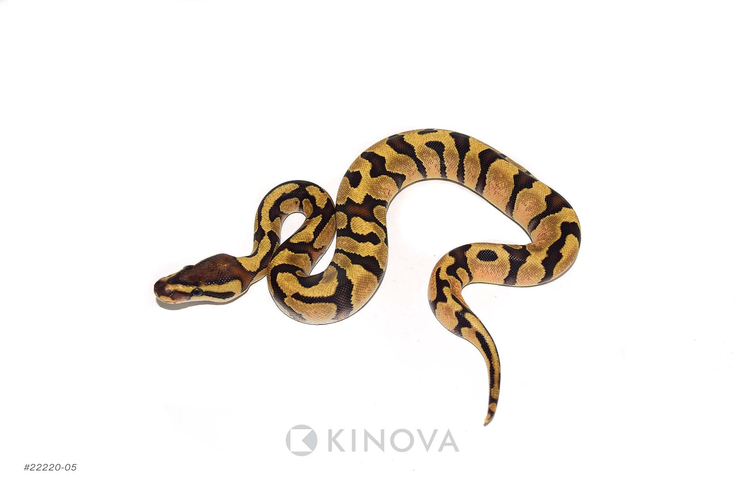 Enchi Fire Het Clown 66% Het Desert Ghost Ball Python by KINOVA ...