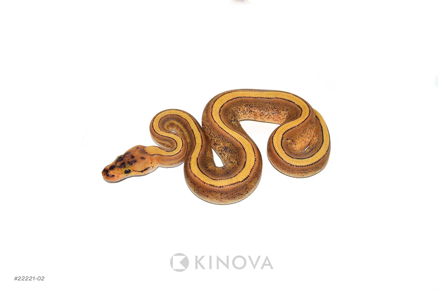 Super Redstripe Cypress YB Het Clown Ball Python by KINOVA - MorphMarket