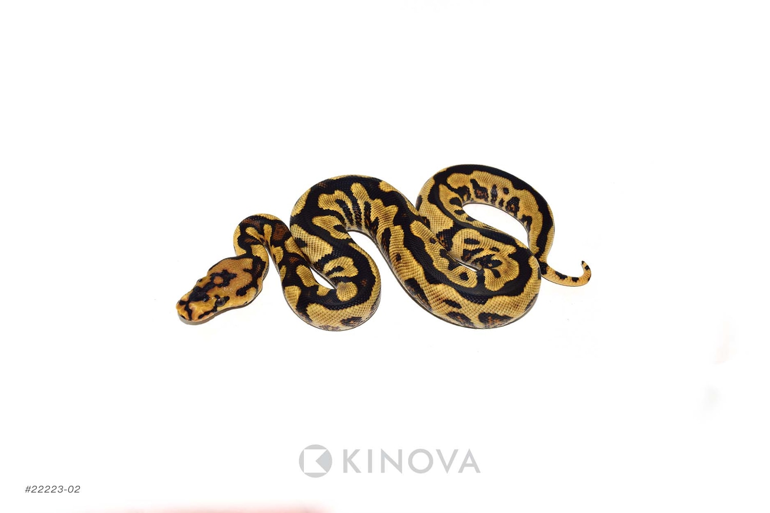 YB Spotnose Clown Ball Python by KINOVA - MorphMarket