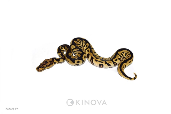 OD Spotnose Clown Ball Python by KINOVA