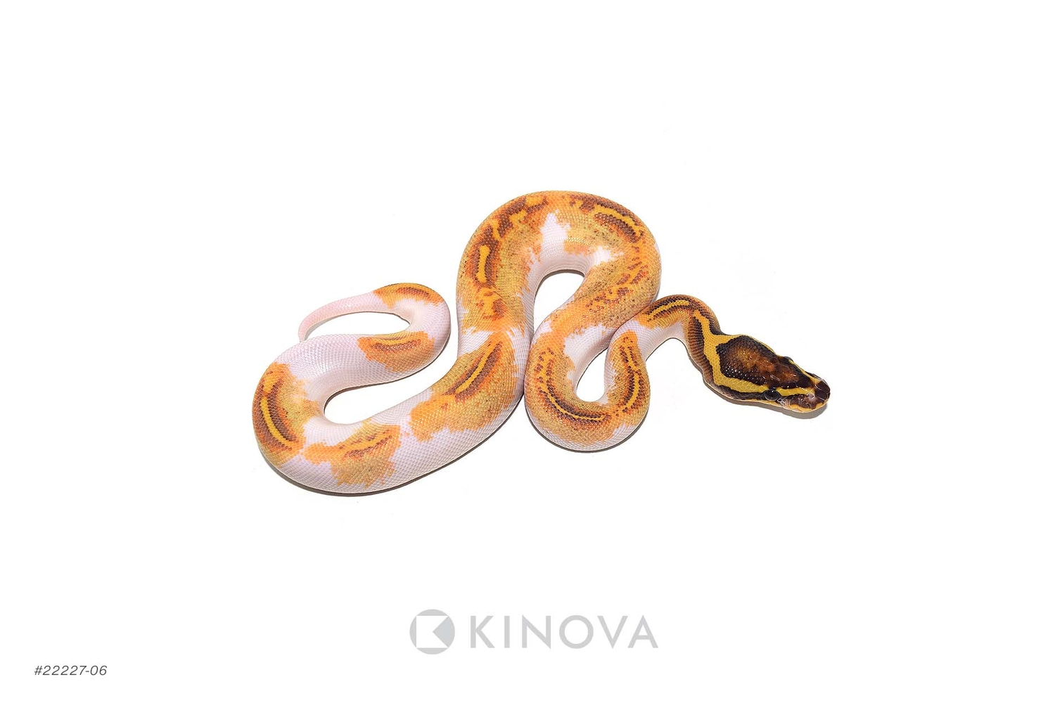 Enchi Freeway Pied Het Lavender Ball Python by KINOVA - MorphMarket