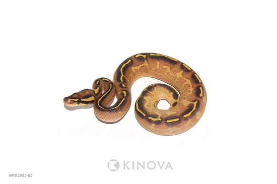 Enchi Highway Dbl Het Hypo Pied Ball Python by KINOVA