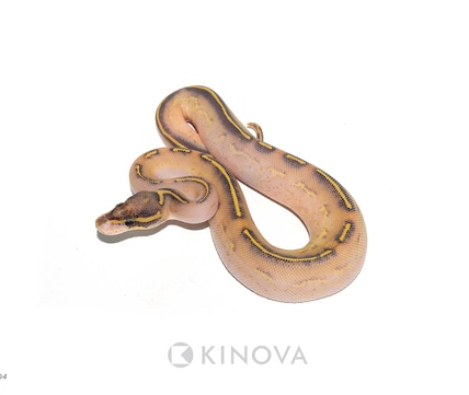 Pompeii - Black Pastel Redstripe YB Spotnose Clown Ball Python by ...