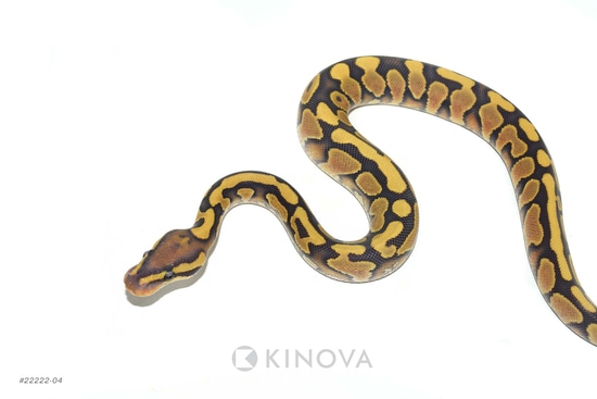 YB Hypo 66% Het Desert Ghost 66% Het Puzzle Ball Python by KINOVA